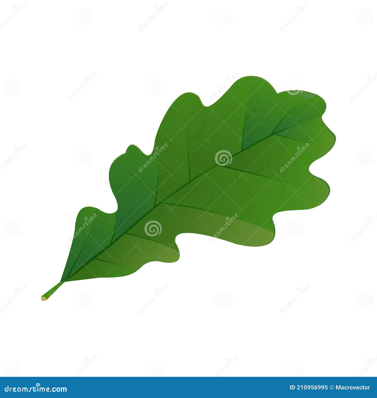 Realistic Oak Leaf stock vector. Illustration of decorative - 210956995