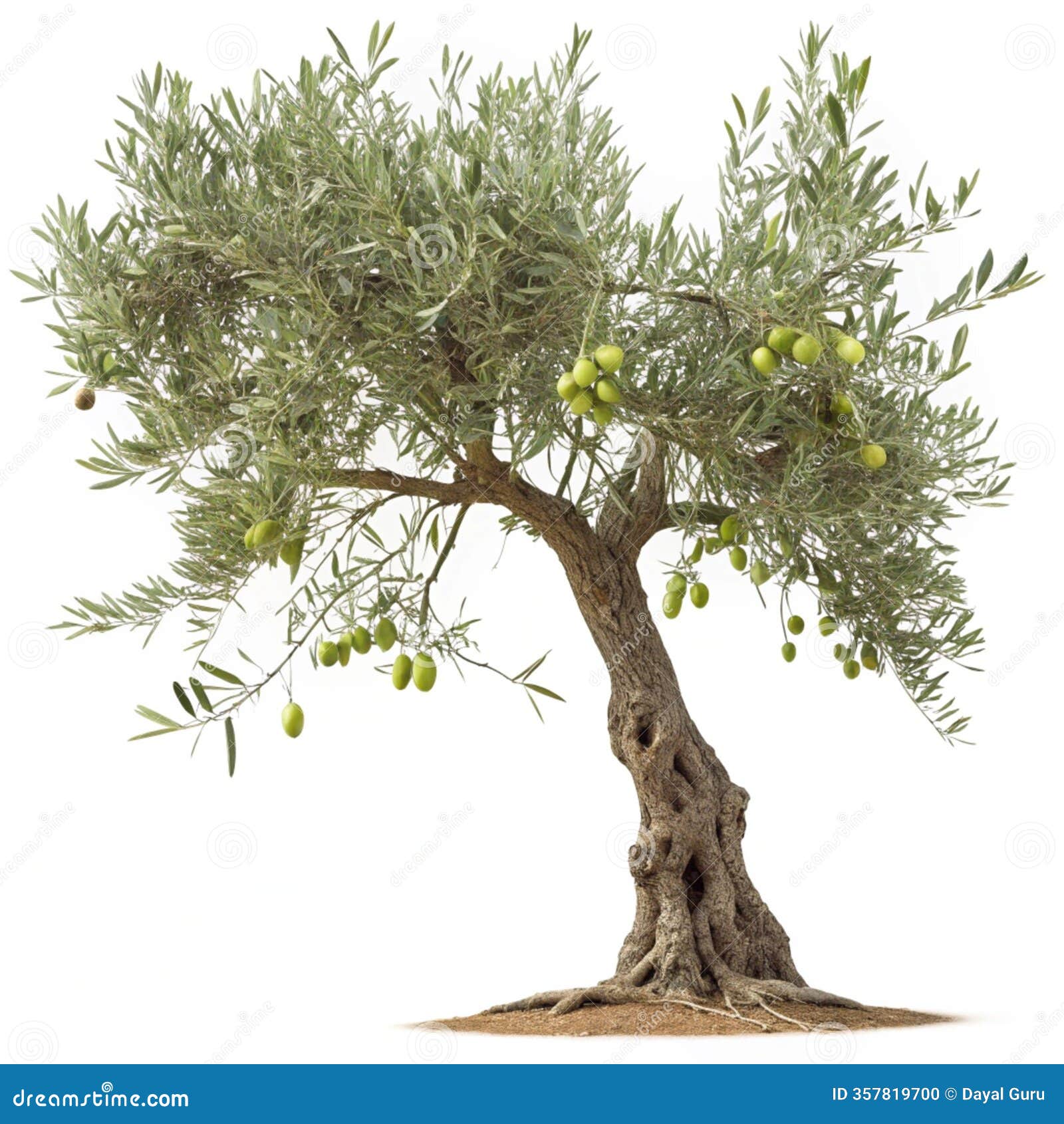 Realistic Olive Tree with Green Olives on Transparent Background Stock ...