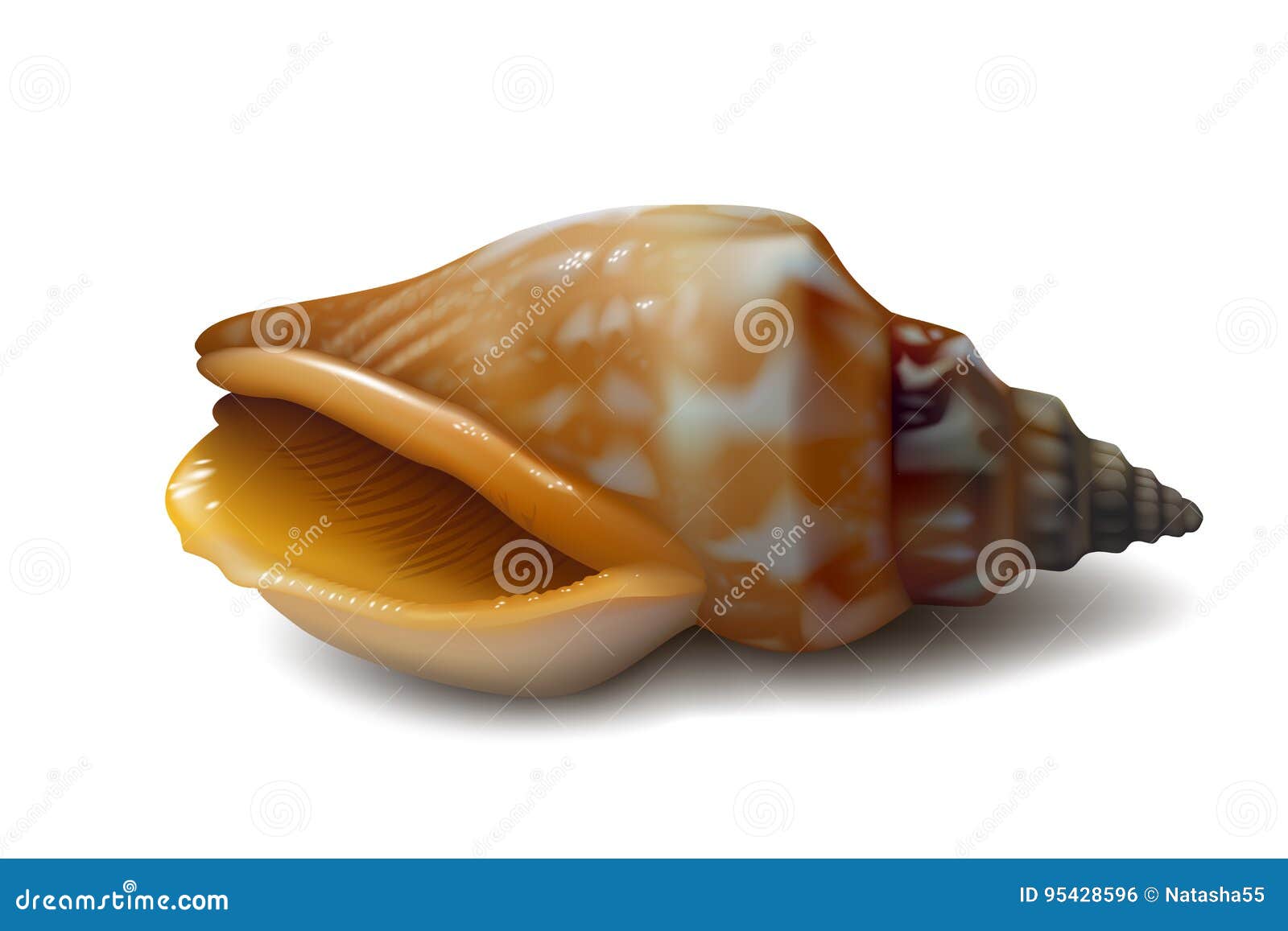 Realistic Orange Brown Seashell on White Background Stock Vector ...