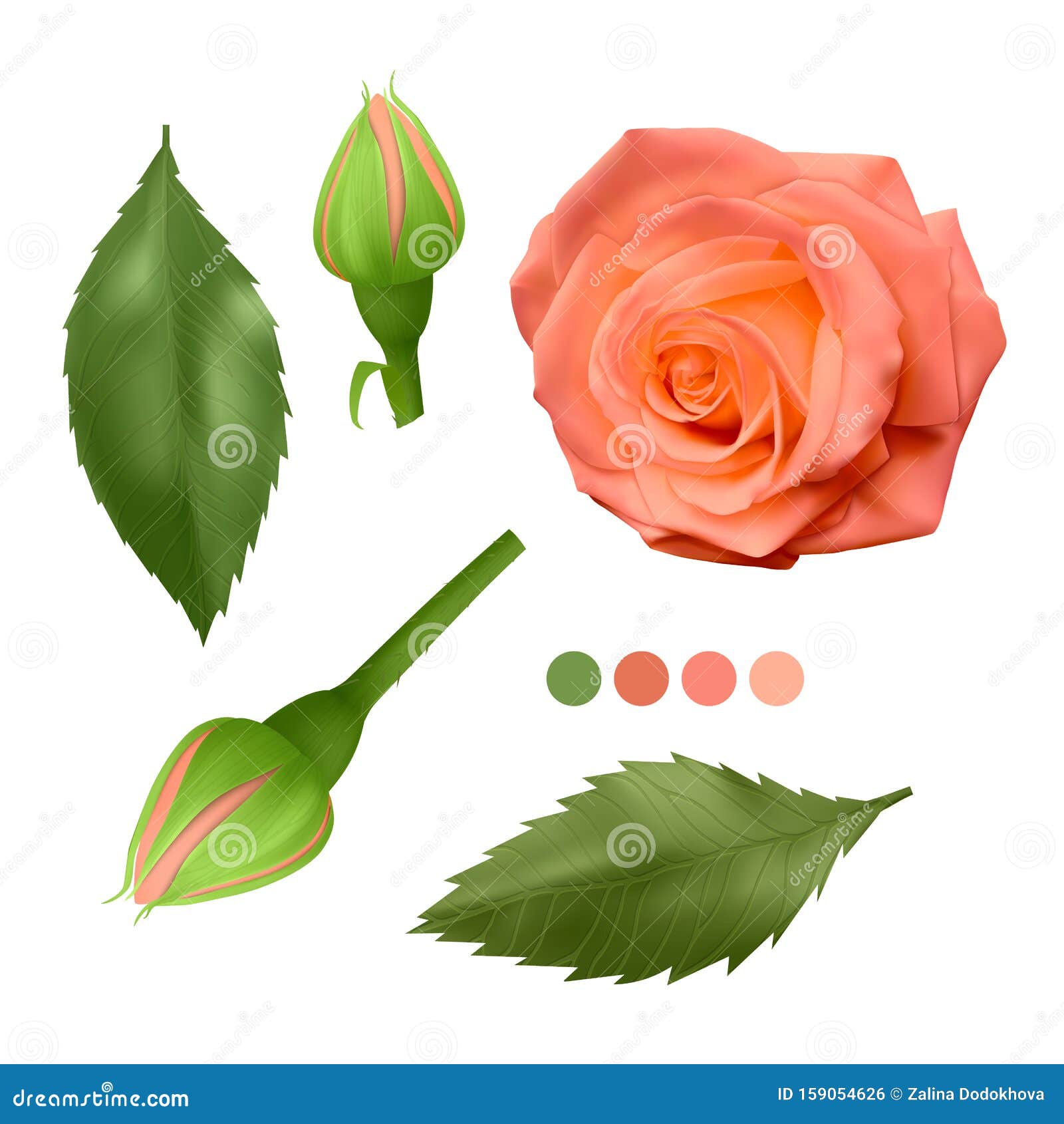 Realistic Orange Rose on White Background, Leaves, Bud and an Open ...