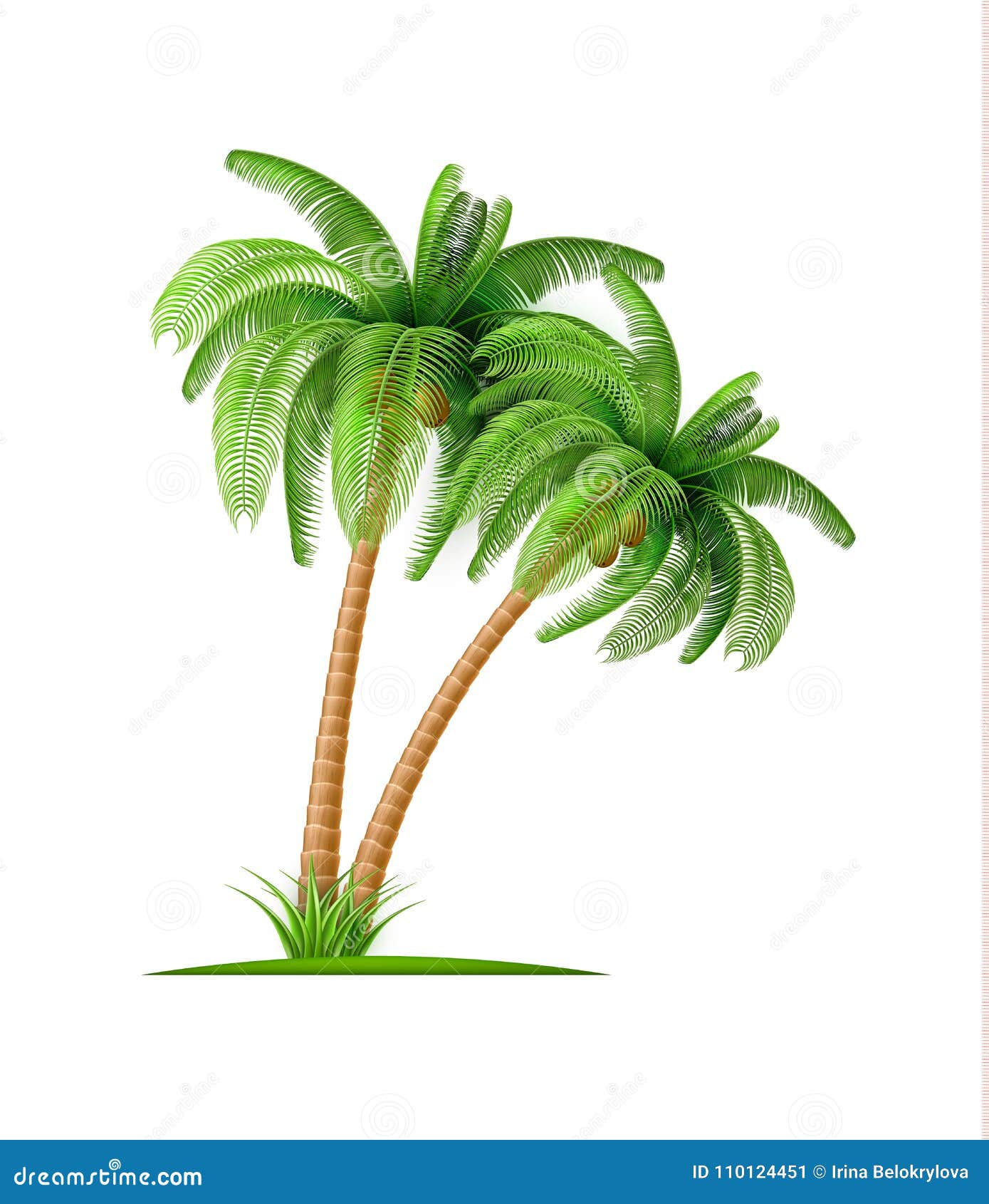 Realistic Palm Tree with Coconuts Vector 3d Exotic Stock Vector ... Realistic Palm Tree with Coconuts Vector 3d Exotic Stock Vector ...