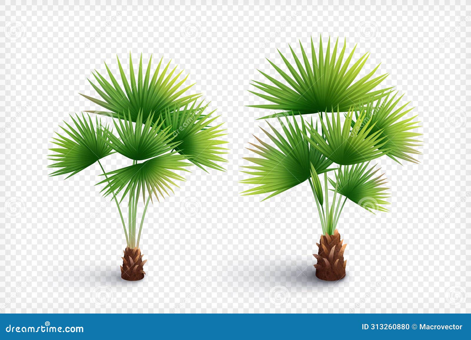 Realistic Palm Tree Composition Set Stock Illustration - Illustration ...
