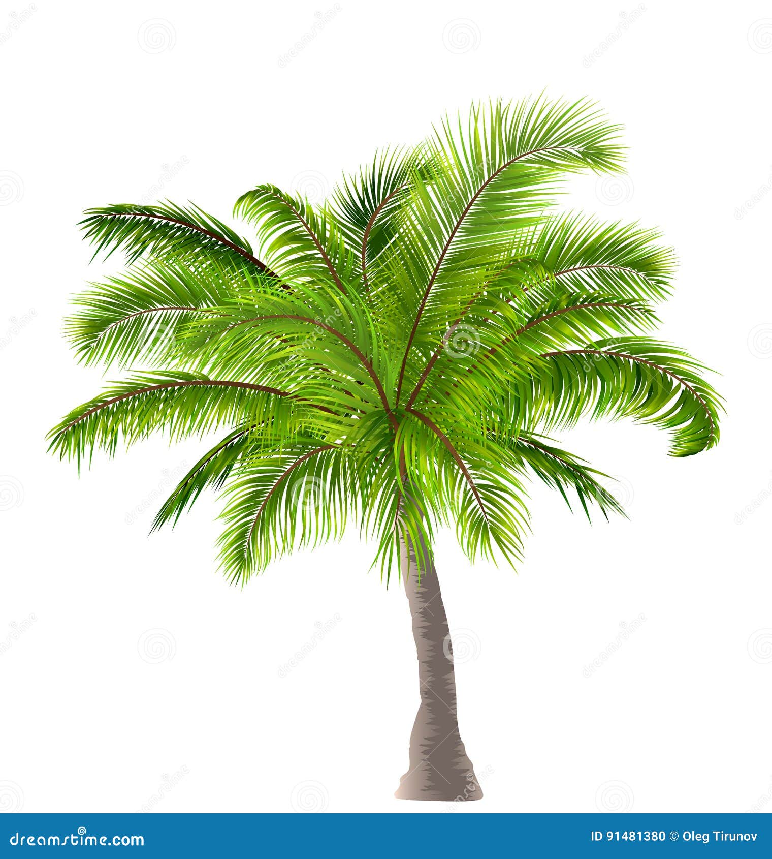 Realistic Palm Tree Isolated on White Background Stock Vector ...