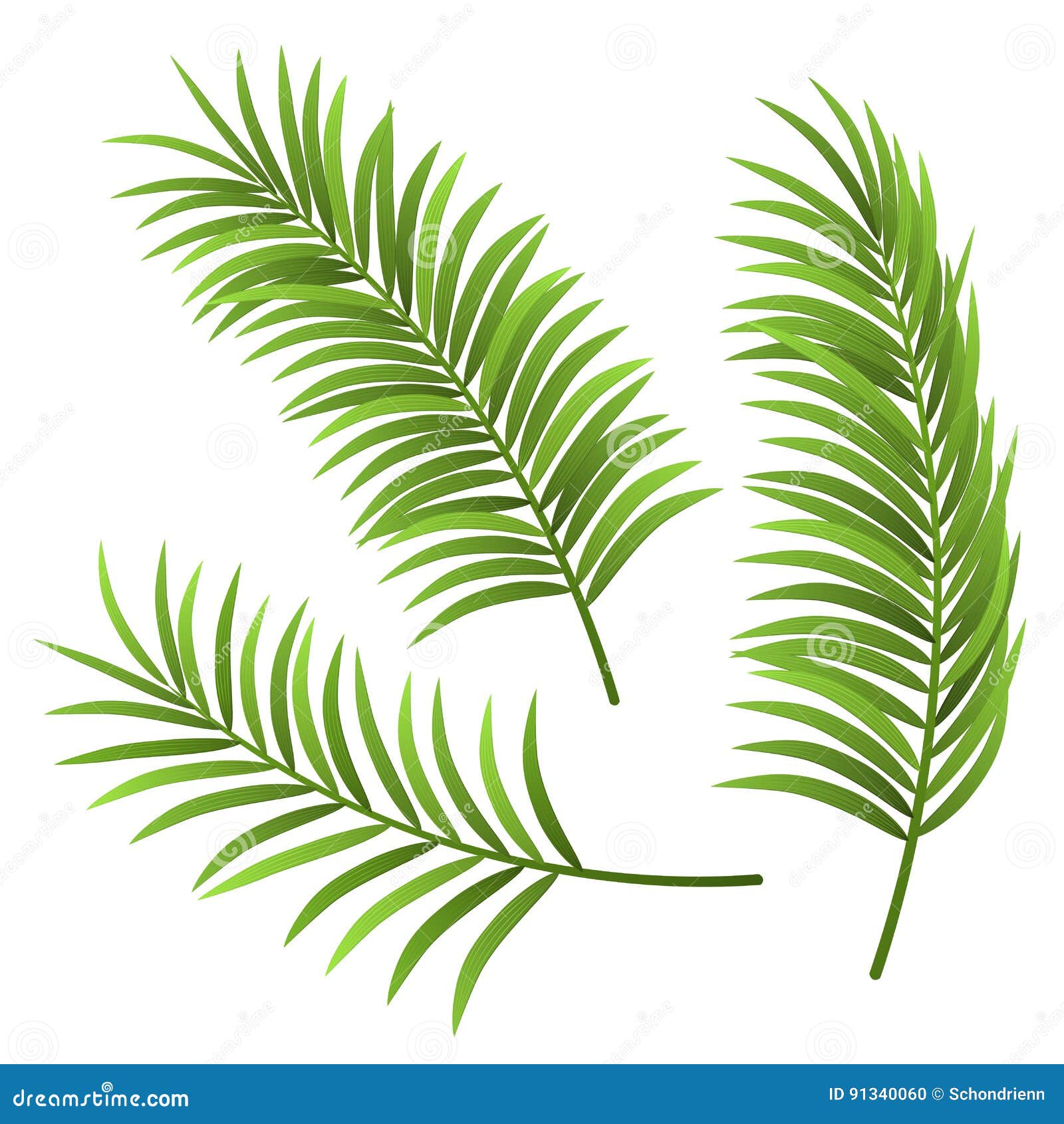 Palm Tree Leaves Vector