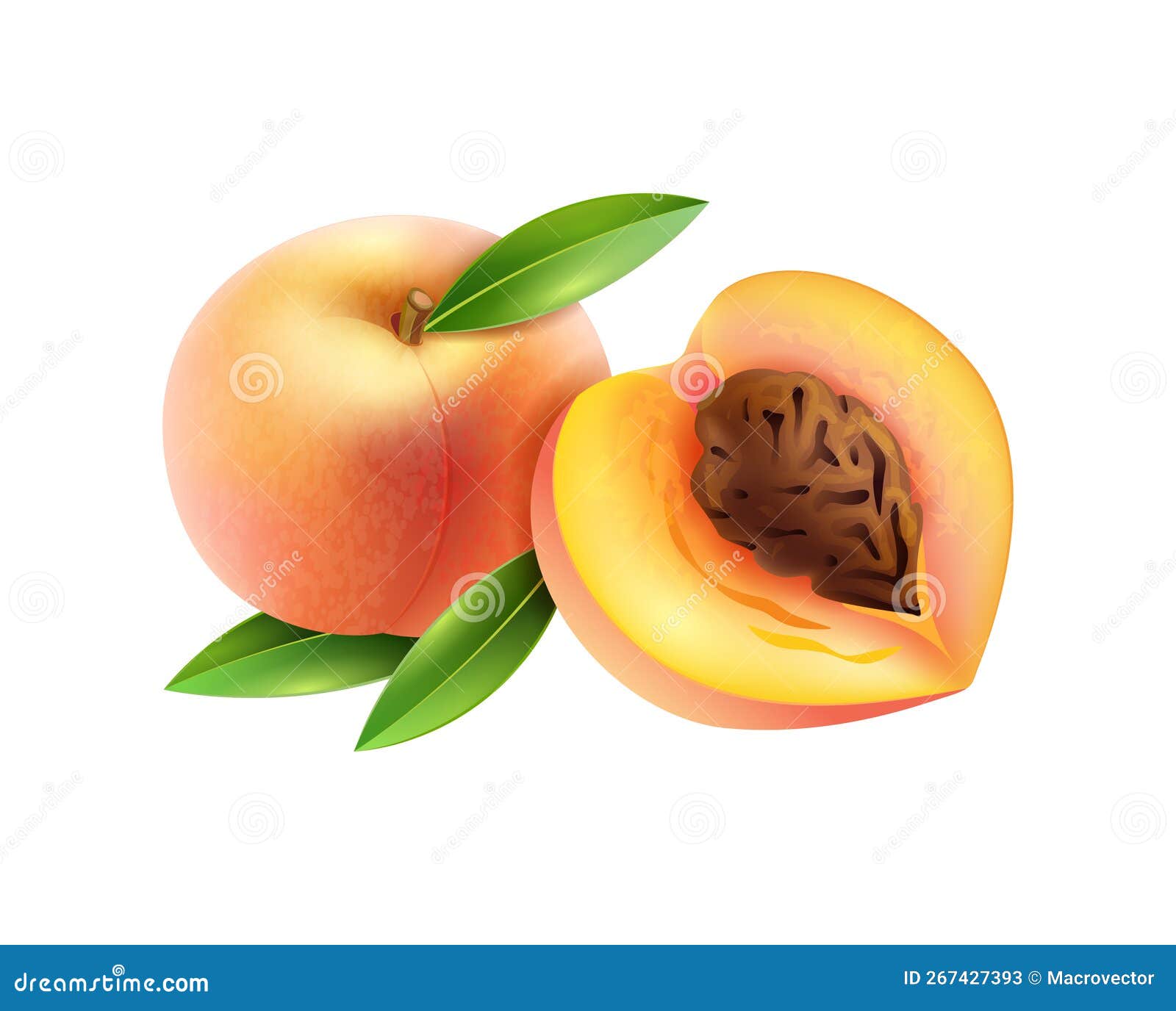 Realistic Peach Illustration Stock Illustration - Illustration of fruit ...
