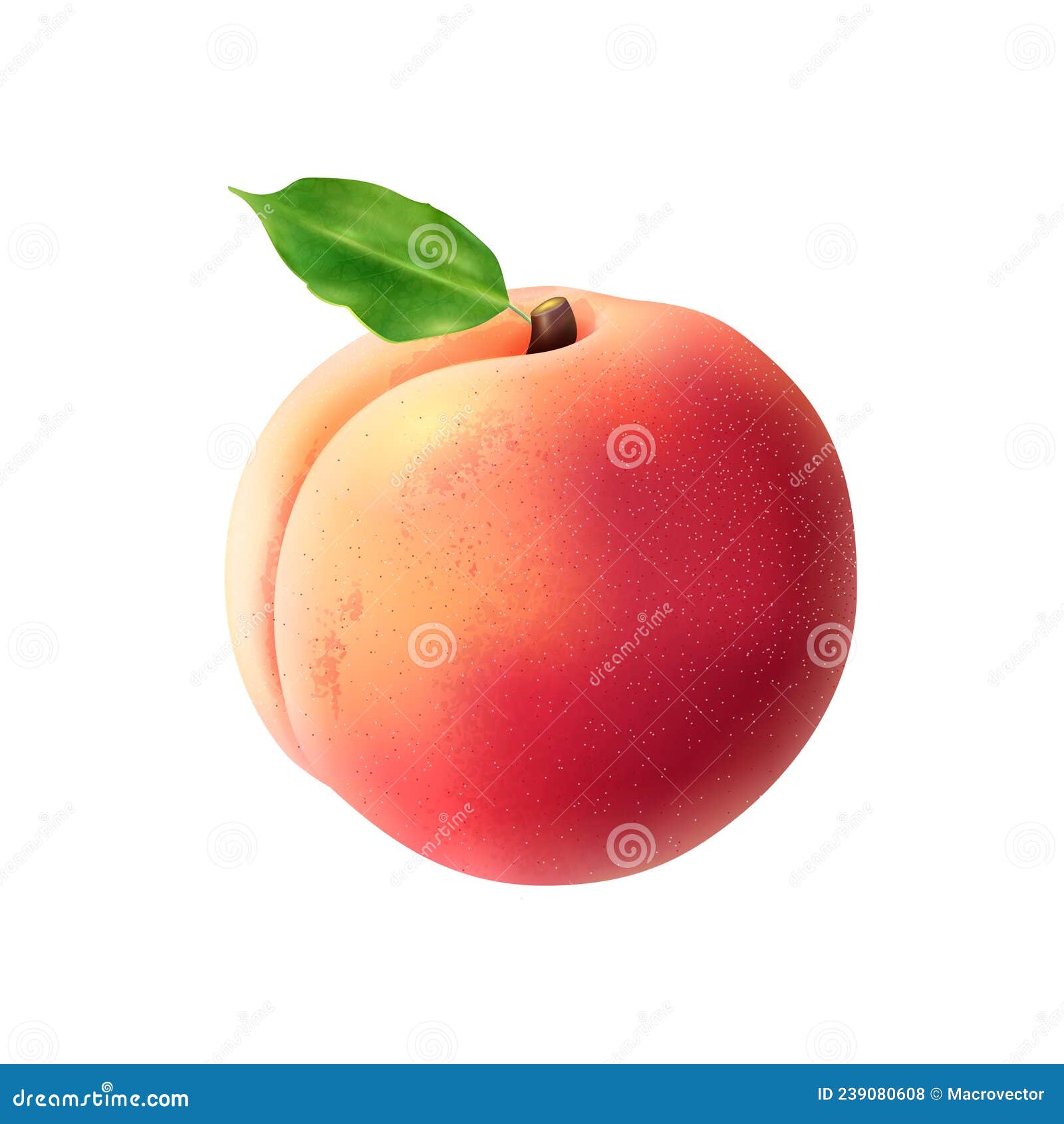 Realistic Peach Illustration Stock Vector - Illustration of meal, fresh ...