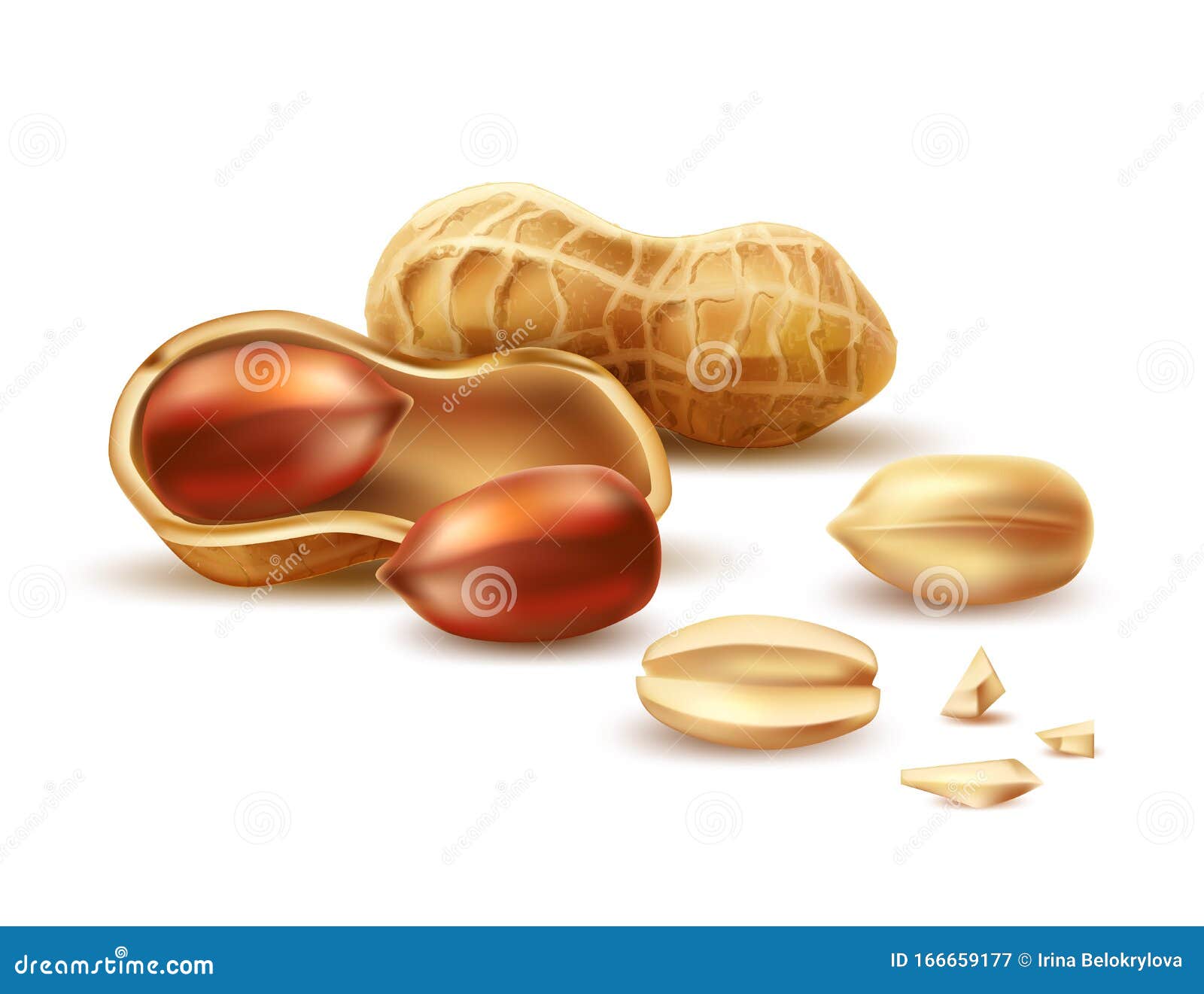 Vector Realistic Peanut in Nutshell, Kernel, Shell Stock Vector ...