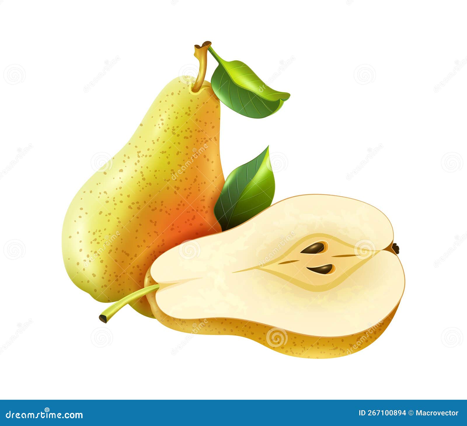 Realistic Pear Illustration Stock Vector - Illustration of decorative ...