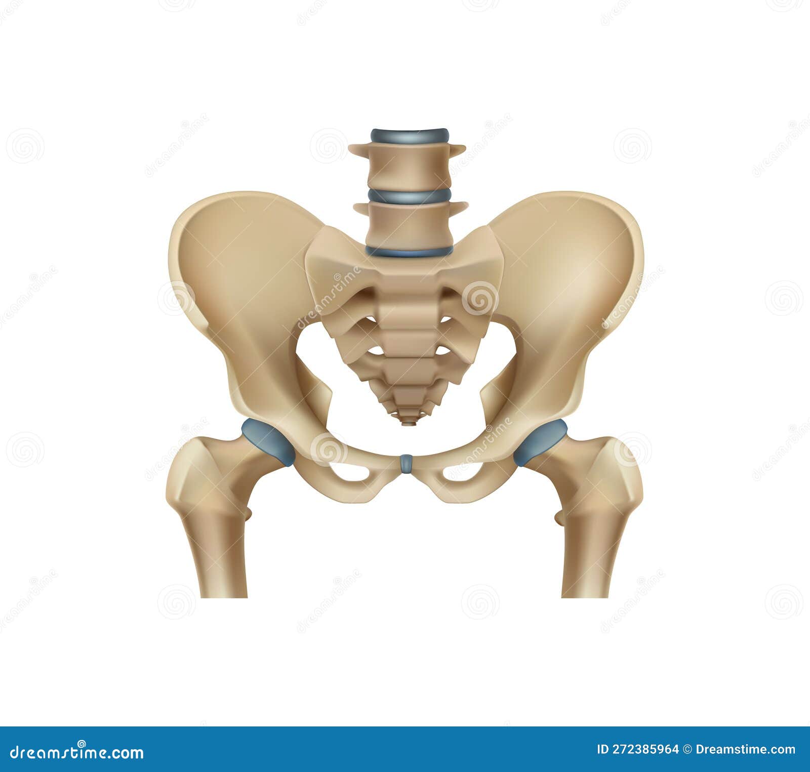 Skeleton Pelvis Hip Bone Human Front Anterior Ventral View With Partly ...