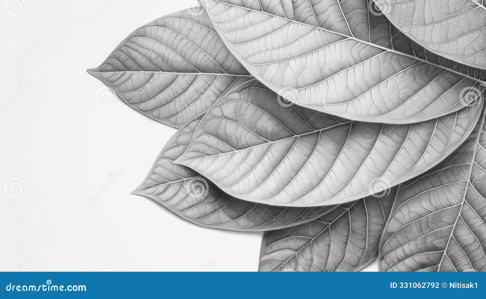 Realistic Pencil Drawing of Various Tree Leaf Textures Stock ...