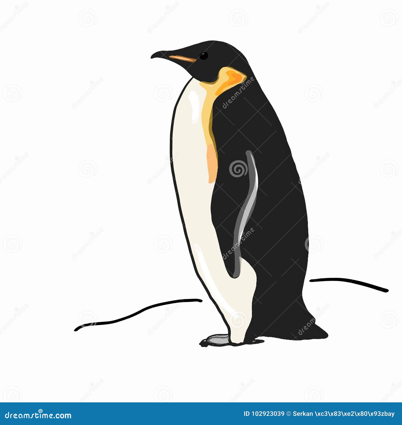 Realistic Penguin Drawings