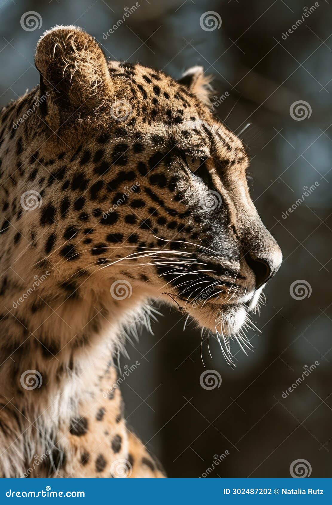 Realistic Photo, Cheetah& X27;s Face Stock Illustration - Illustration ...