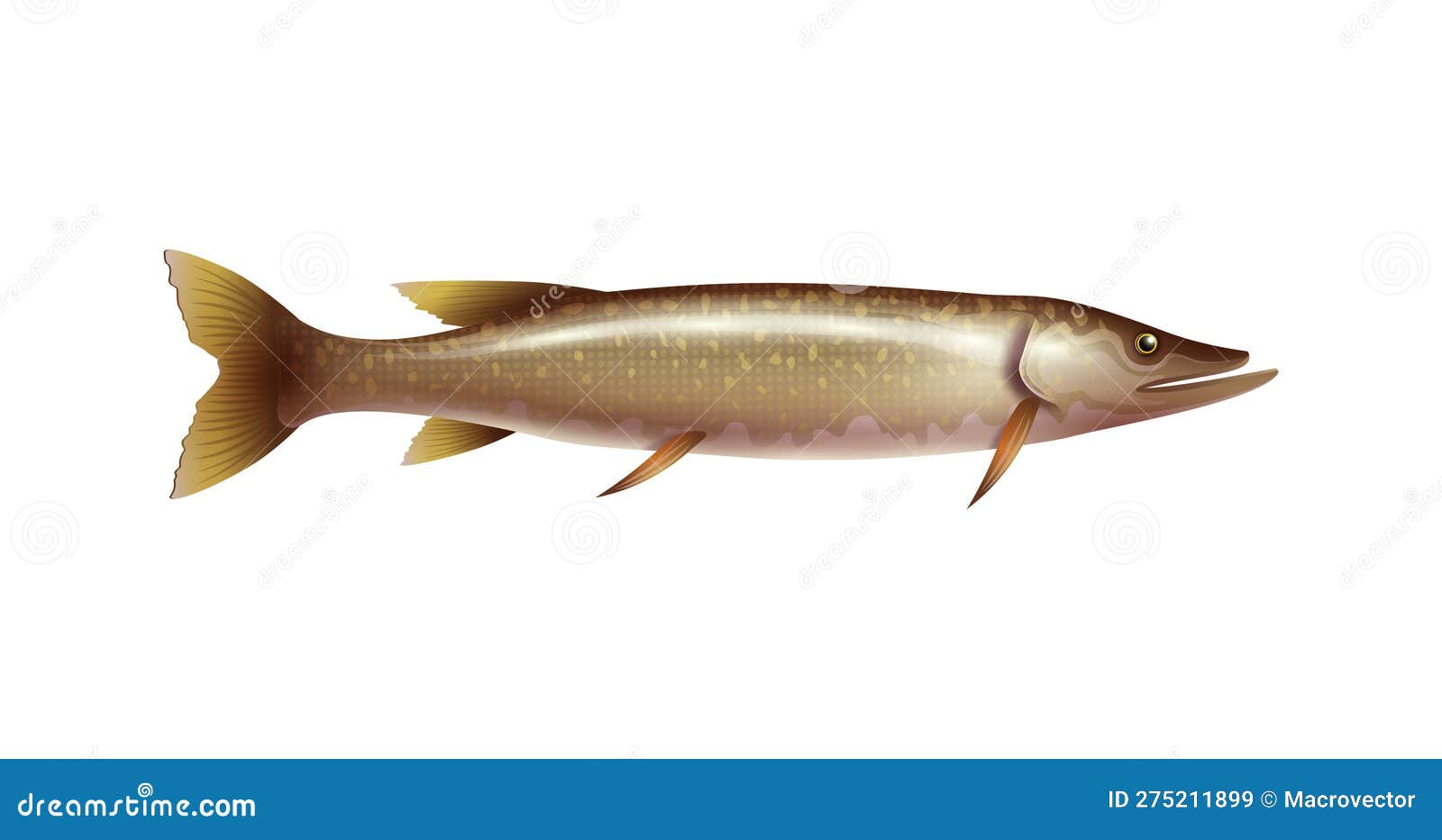 Realistic Pike Illustration Stock Vector - Illustration of creative ...