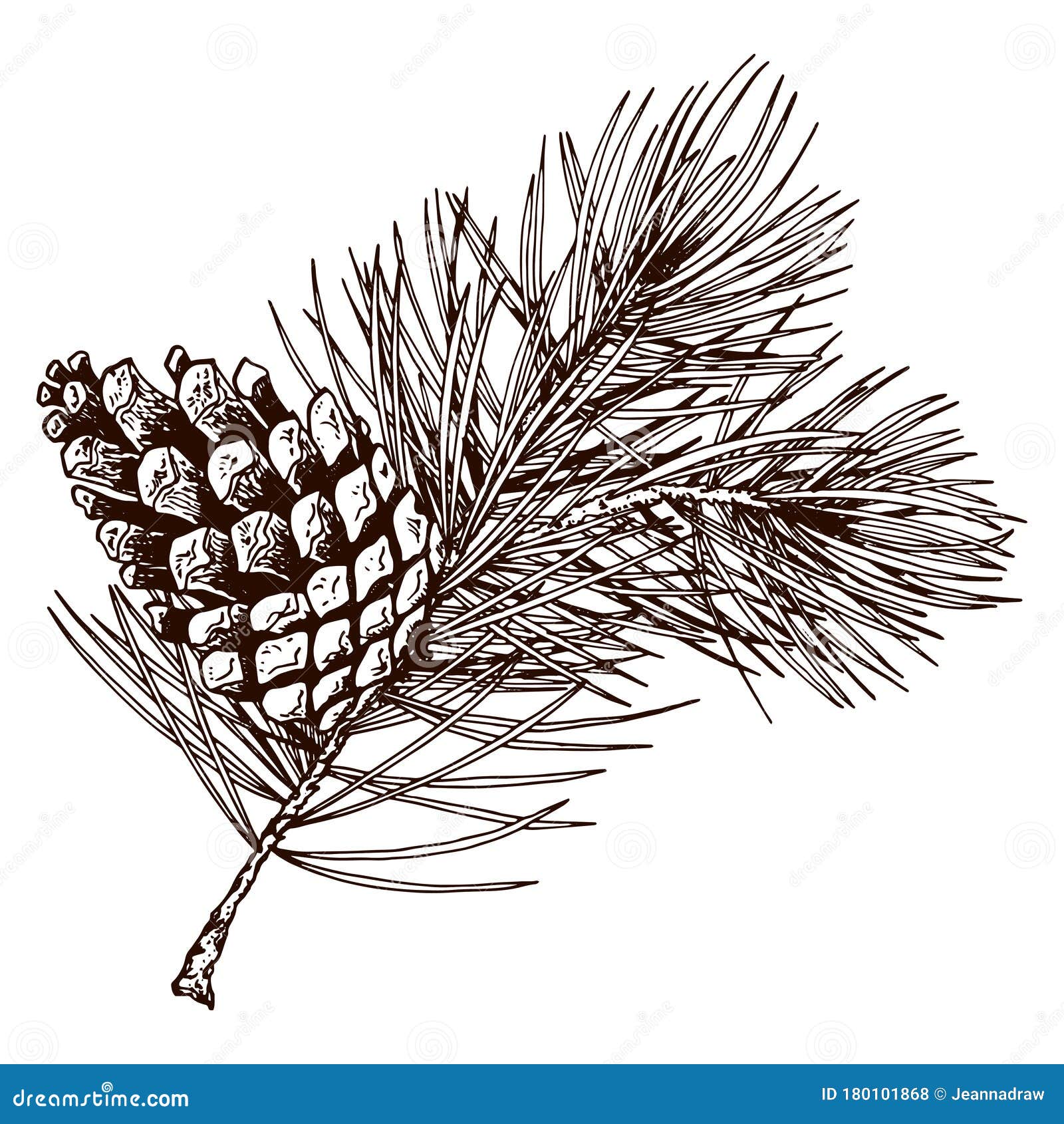 Realistic Pine Branch with Cone. Stock Vector - Illustration of drawing ... Realistic Pine Branch with Cone. Stock Vector - Illustration of drawing ...