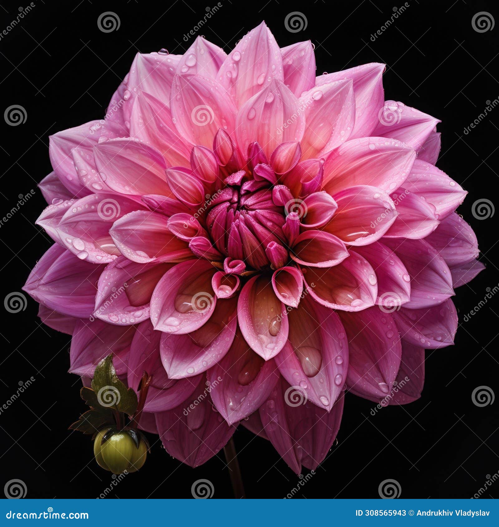 Realistic Pink Flower Bloom Stock Illustration - Illustration of design ...