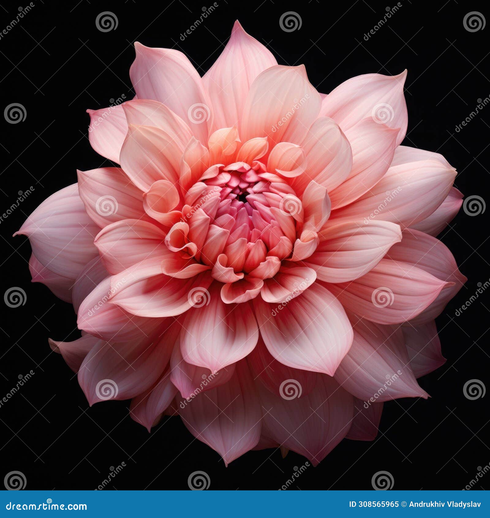 Realistic Pink Flower Bloom Stock Illustration - Illustration of ...