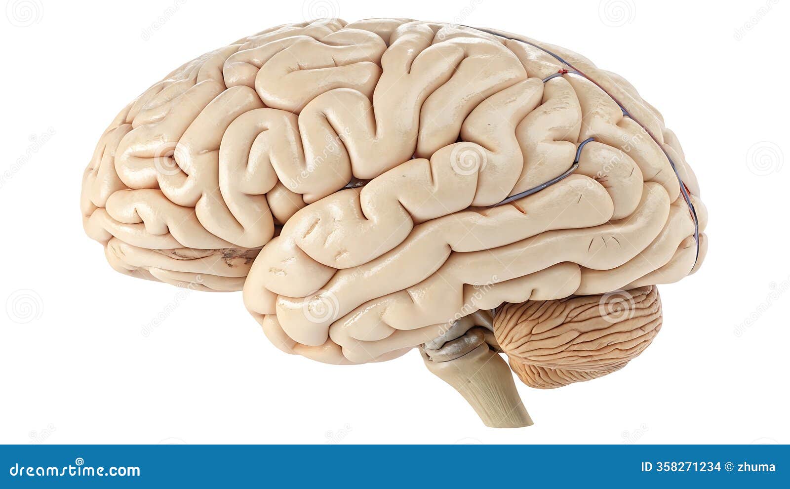 Realistic Plastic Model of Human Brain for Educational Purposes Stock ...