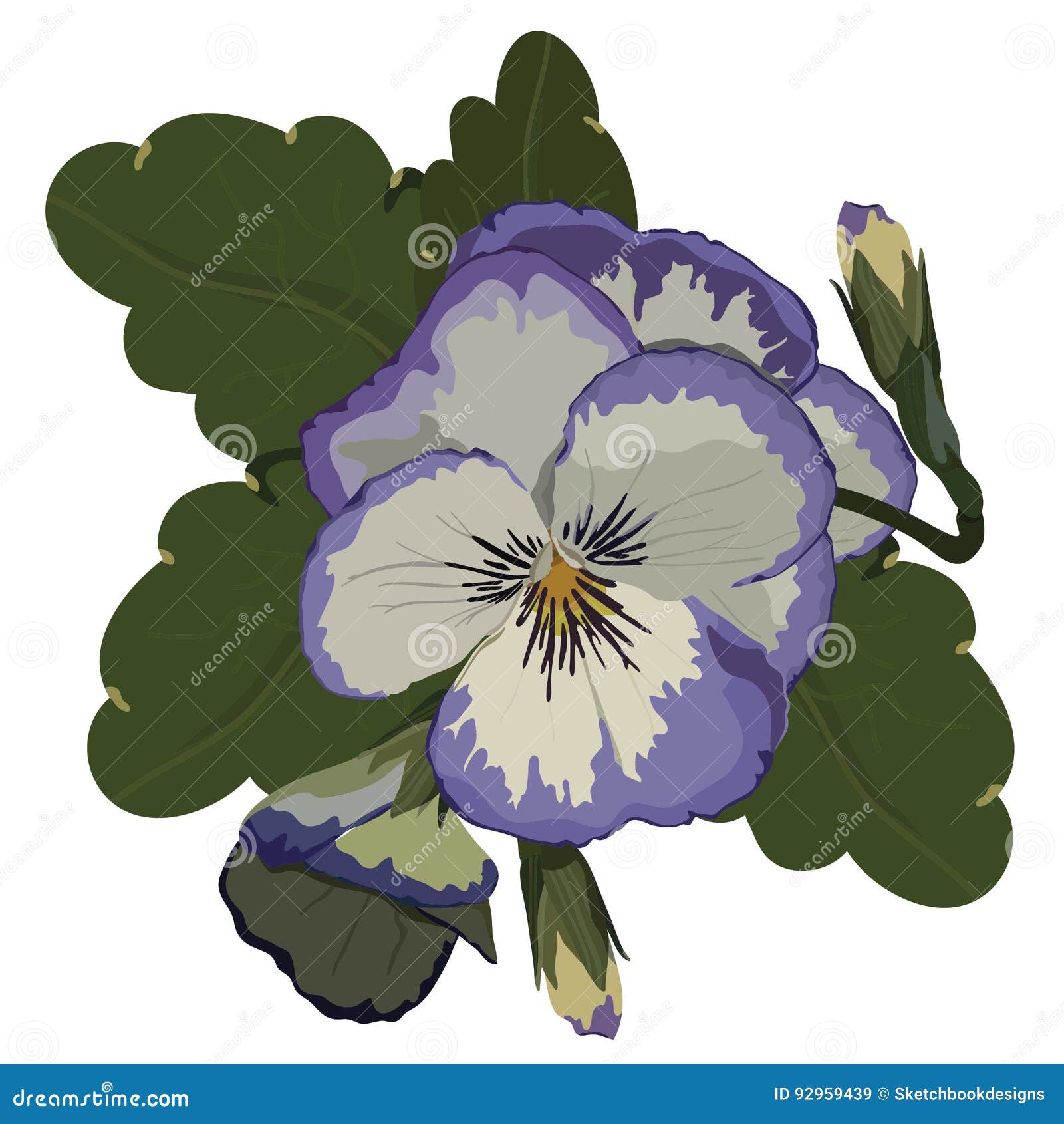 Pansy Flower Drawing Cartoon Vector | CartoonDealer.com #42702023