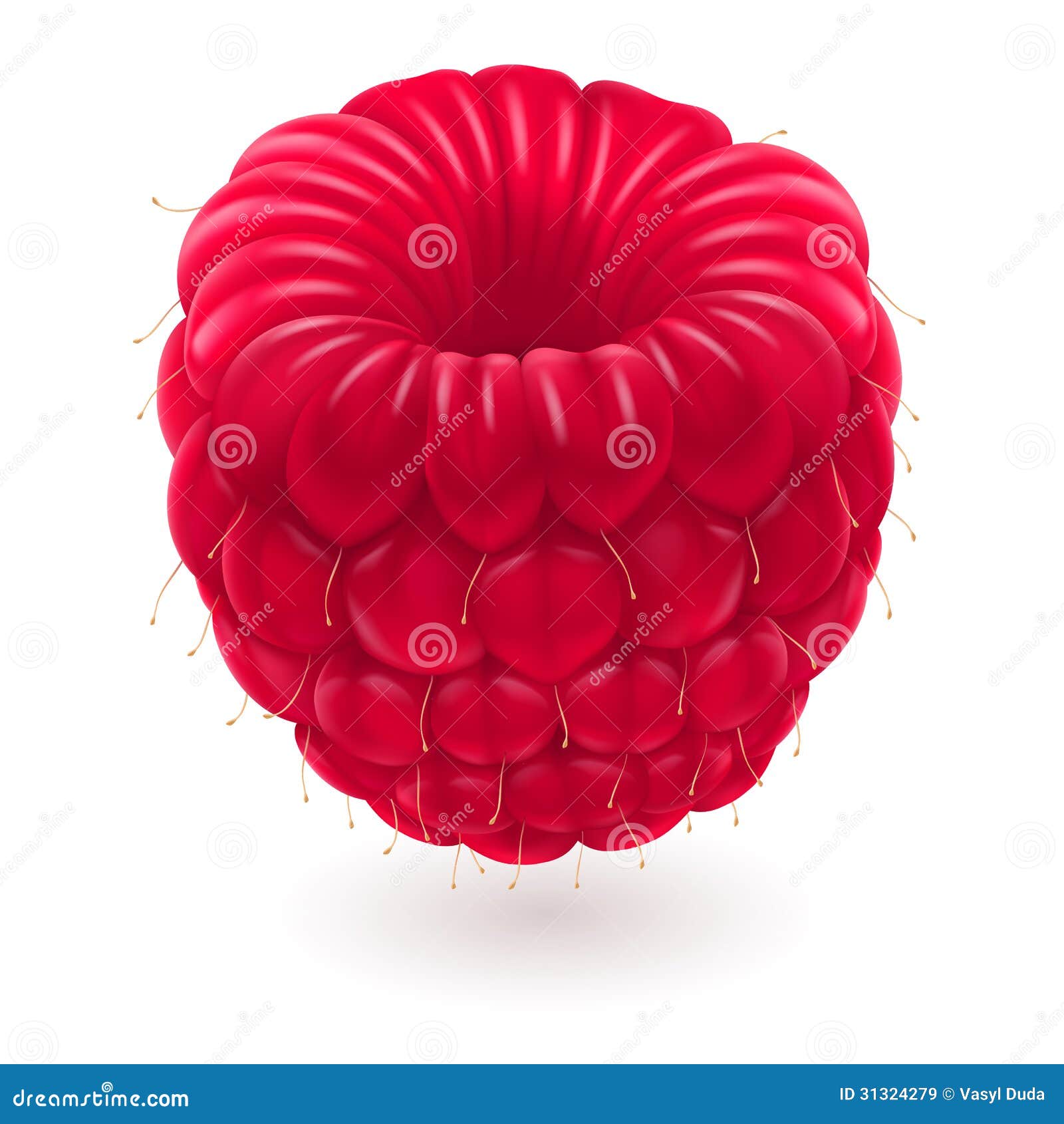 Realistic raspberries stock vector. Illustration of photorealism - 31324279