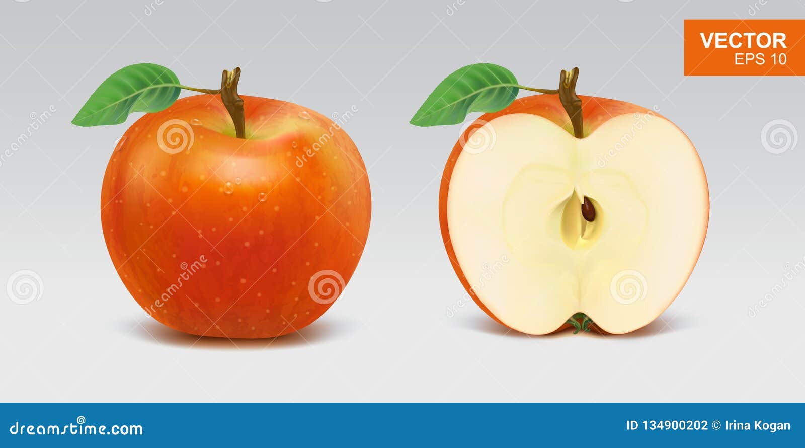 Apples Vector Isolated. Fruits Collection Hand Drawn Set. Trendy Food ...