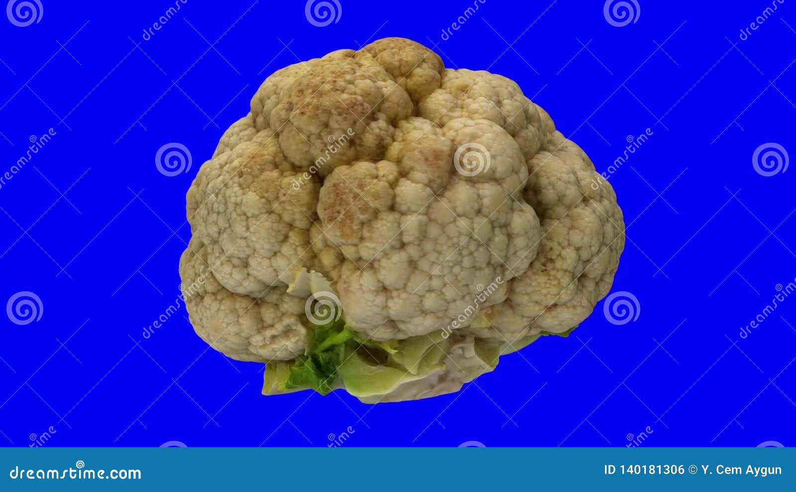 Rotating Cauliflower on Blue Background 02A Looping Stock Footage ...