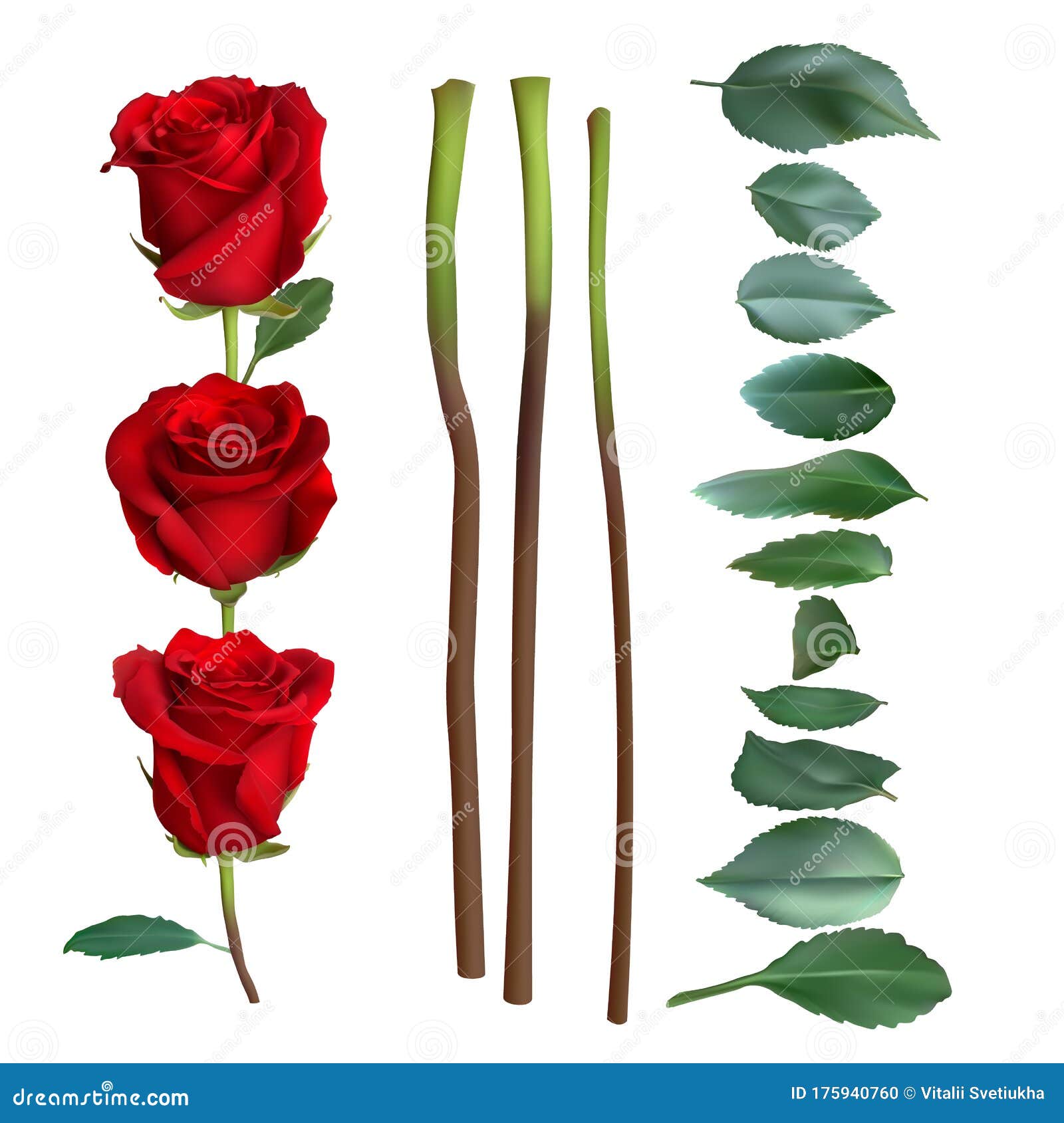 Realistic Rose Design Isolated on Background. Vector Illustration Stock ...