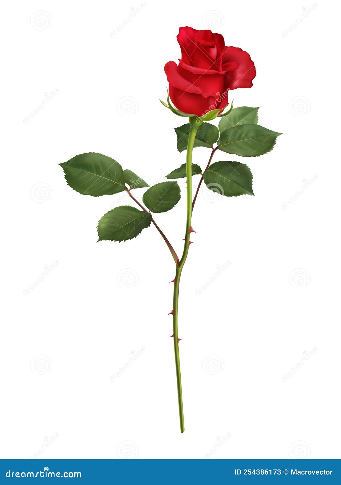 Realistic Rose Illustration Stock Vector - Illustration of bouquet ...