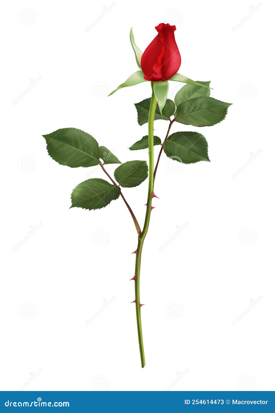 Realistic Rose Illustration Stock Vector - Illustration of plant ...