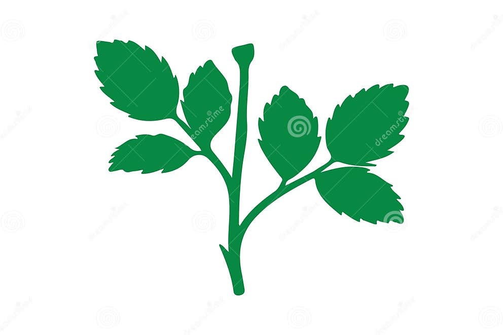 Realistic with Rose Leaves Vector Image Stock Vector - Illustration of ...