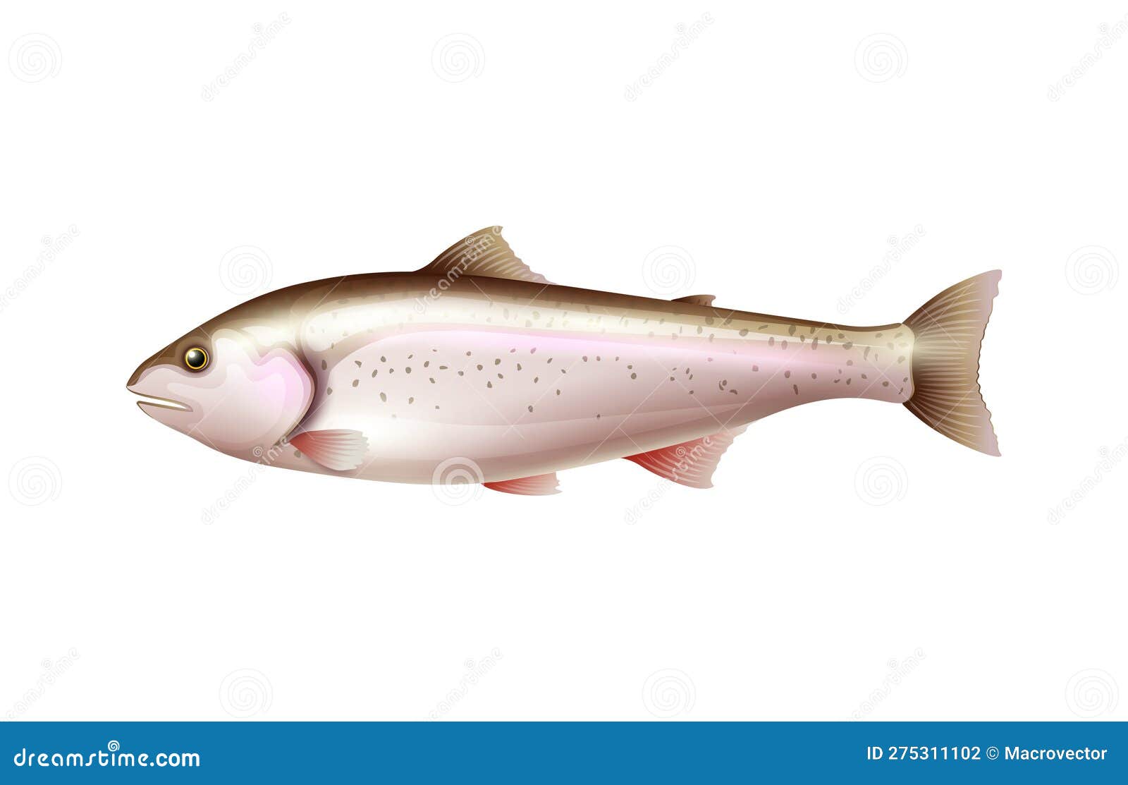 Realistic Salmon And White Collage Background Textures Design Royalty ...