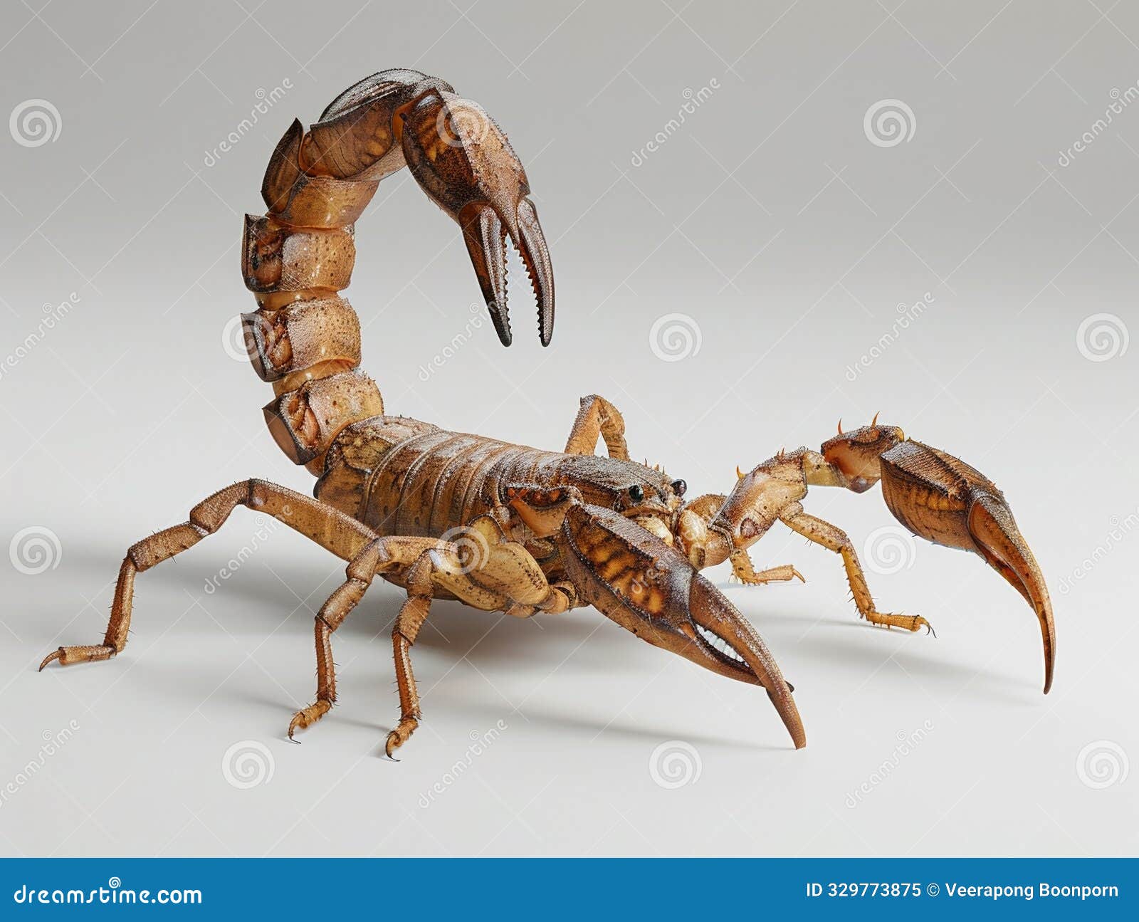 White Natural Sheep Wool Background. Closeup Plush Cotton Light Cream ...