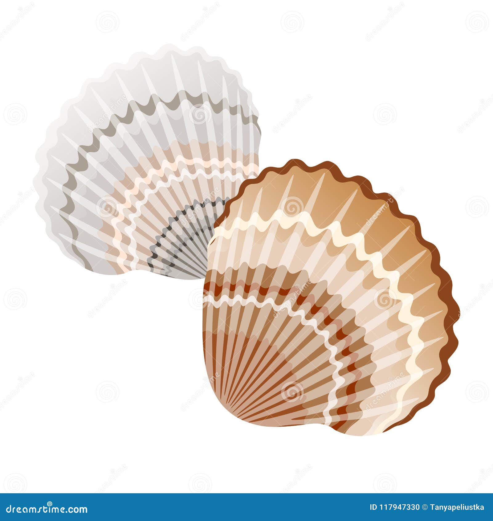 Realistic sea shells. stock vector. Illustration of mollusk - 117947330