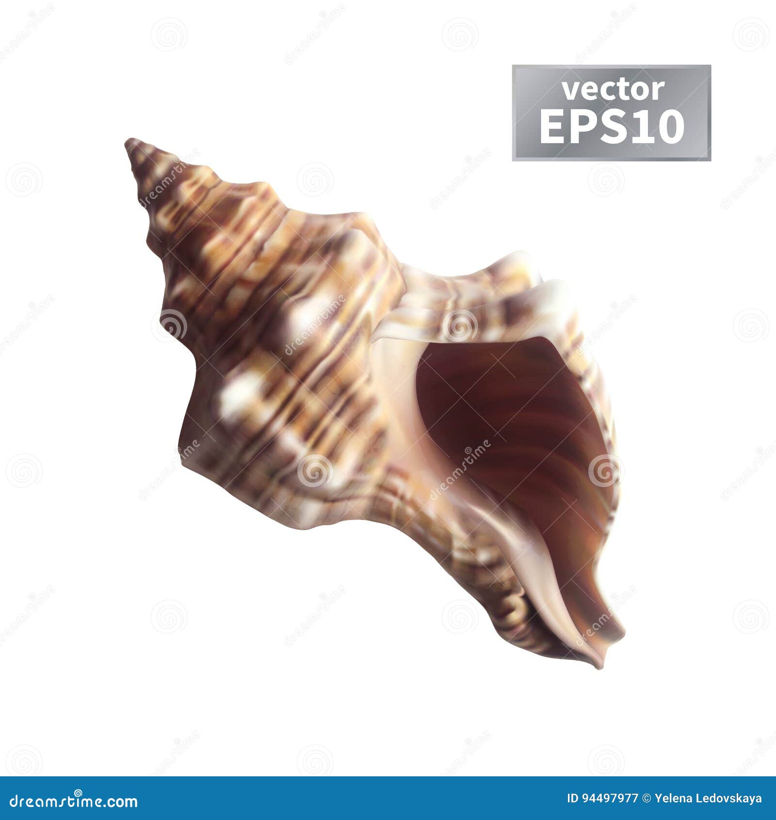Realistic Seashell Isolated Stock Vector - Illustration of water, conch ...