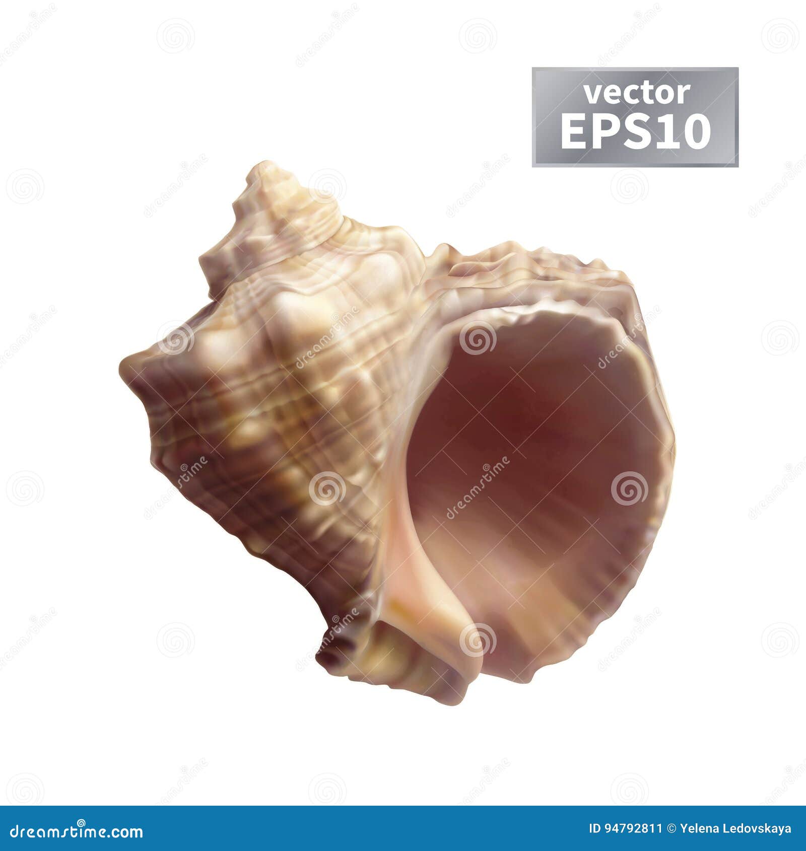 Realistic Seashell Isolated Stock Vector - Illustration of travel ...