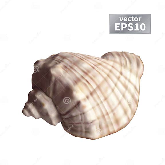 Realistic seashell stock vector. Illustration of spiral - 94522749