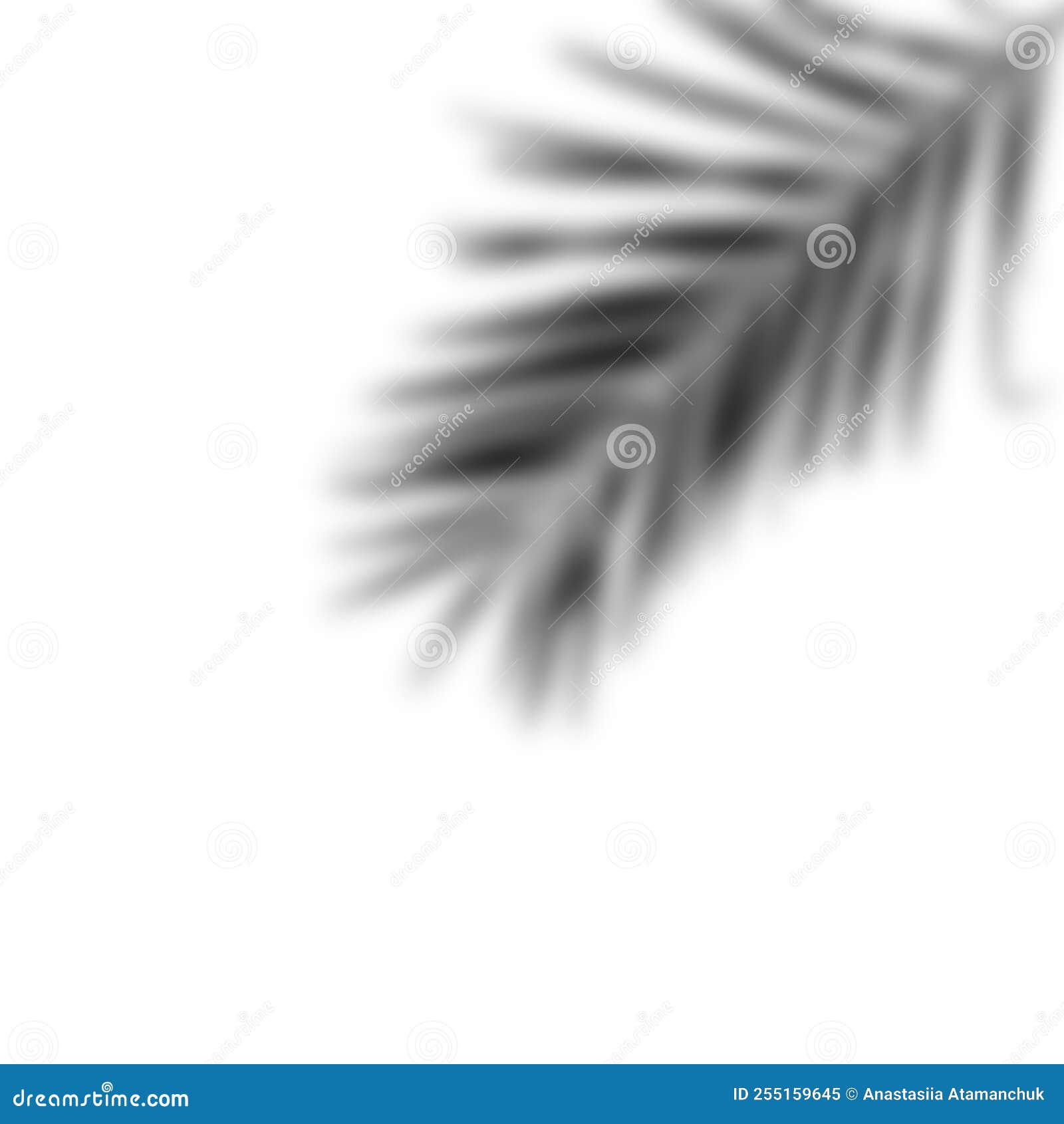 Realistic Shadow from a Palm Tree. Black Shadow from the Leaves of the ...