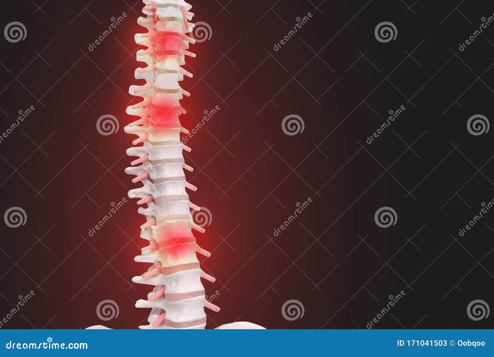 Realistic Skeletal Human Spine and Vertebral Column or Intervertebral ... Realistic Skeletal Human Spine and Vertebral Column or Intervertebral ...