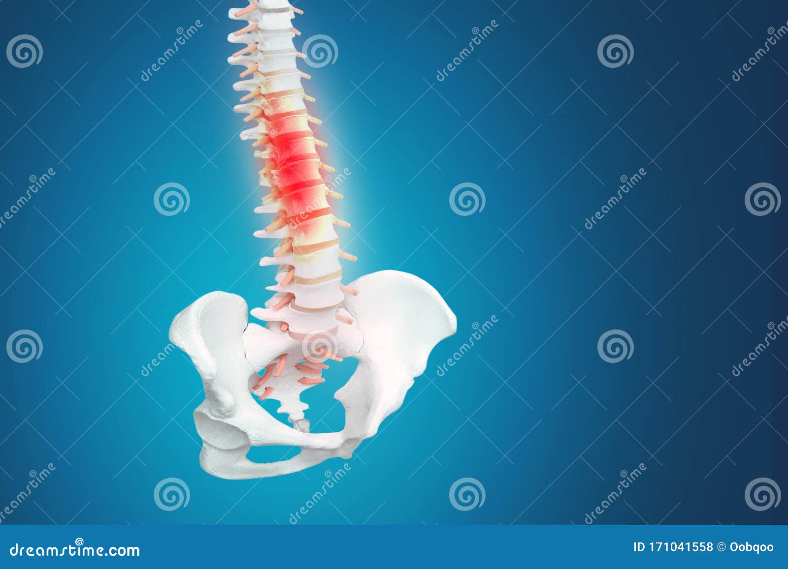 Realistic Skeletal Human Spine and Vertebral Column or Intervertebral ... Realistic Skeletal Human Spine and Vertebral Column or Intervertebral ...