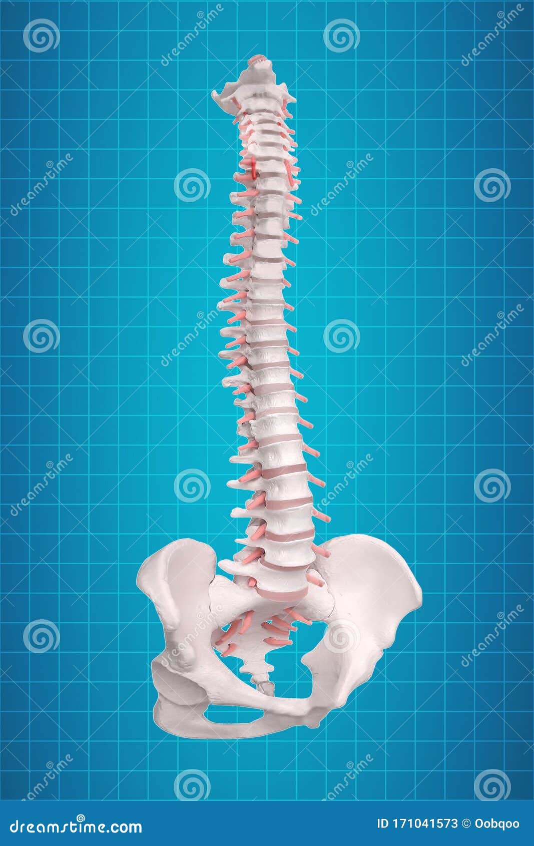 Realistic Skeletal Human Spine and Vertebral Column or Intervertebral ... Realistic Skeletal Human Spine and Vertebral Column or Intervertebral ...