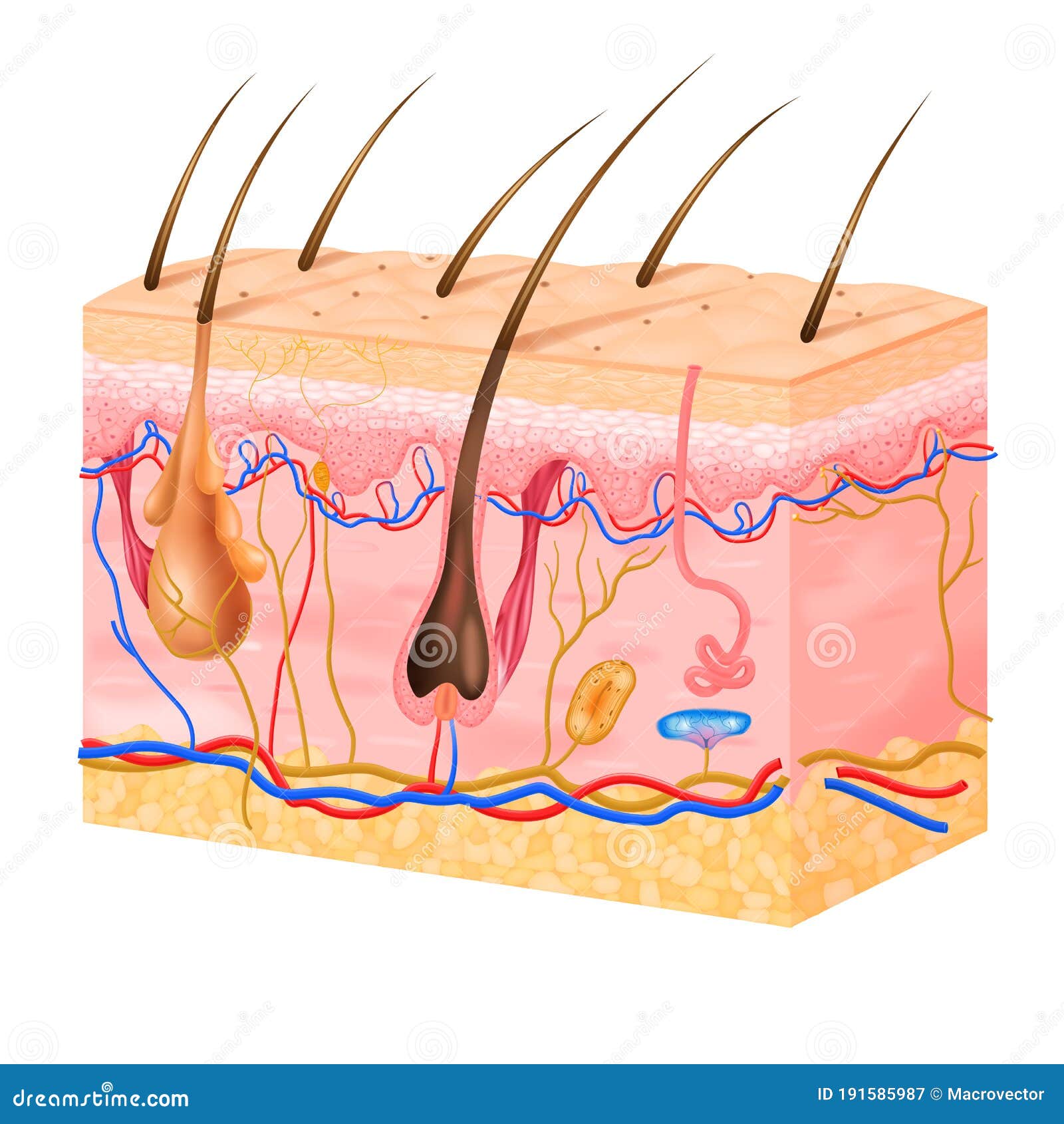 Skin Structure 3d Render. Abstract Skin Layer With Cells Isolated On ...