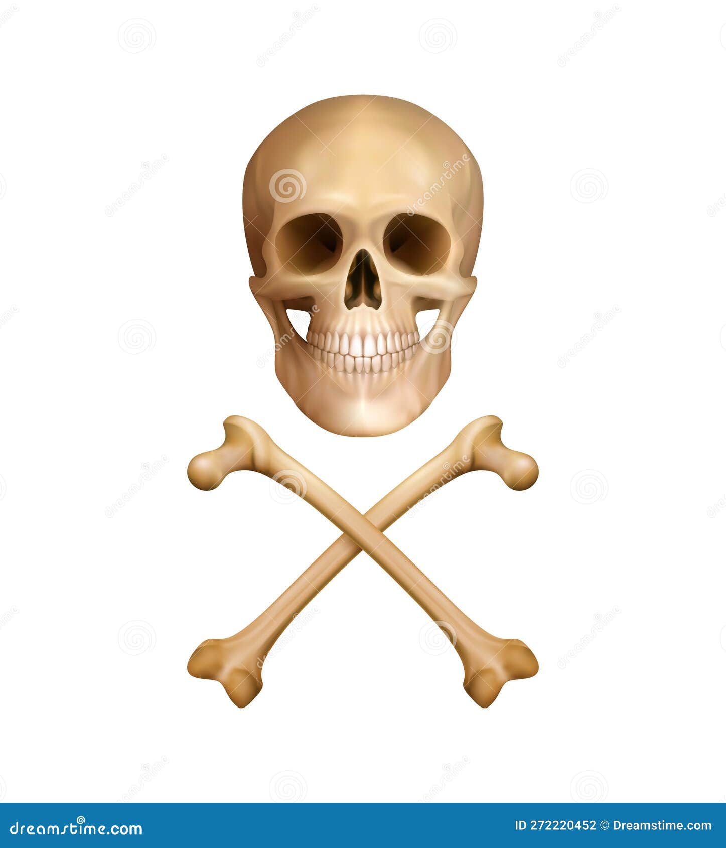 Realistic Skull Illustration Stock Illustration - Illustration of print ...