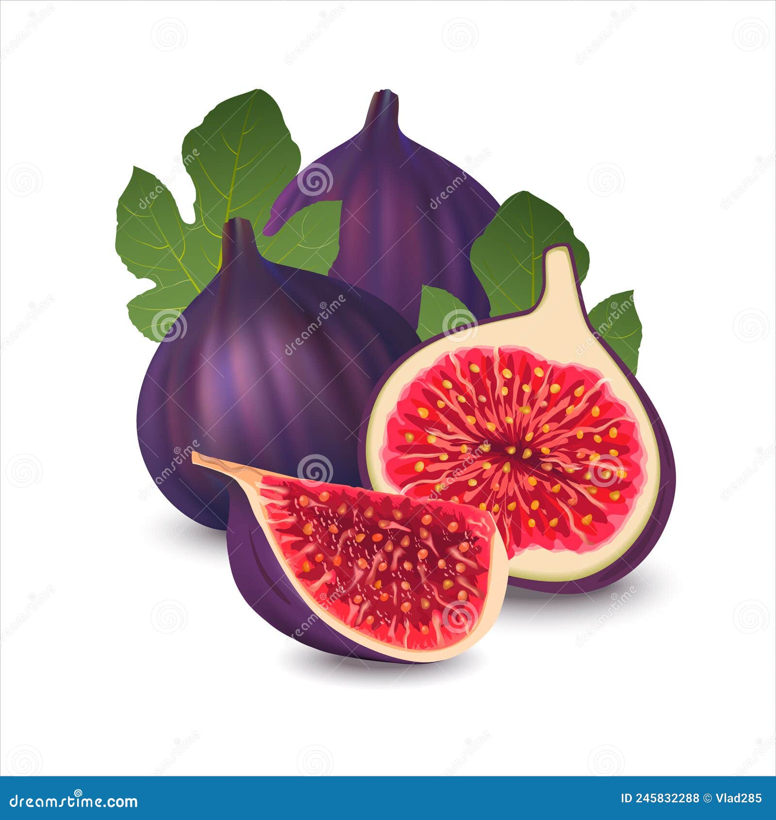 Realistic Illustration of Fresh Figs Stock Vector - Illustration of ...