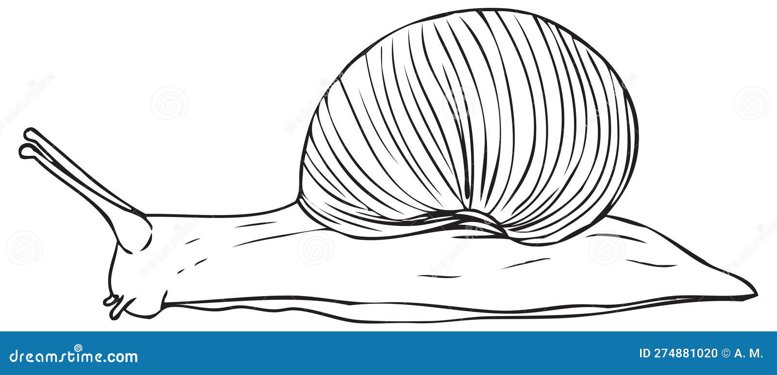 Realistic Snail Line Drawing Clipart Иллюстрация вектора - иллюстрации ...