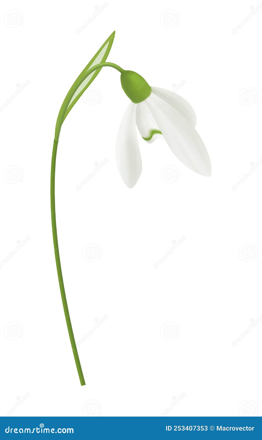 Realistic Snowdrop Illustration Stock Vector - Illustration of blossom ...