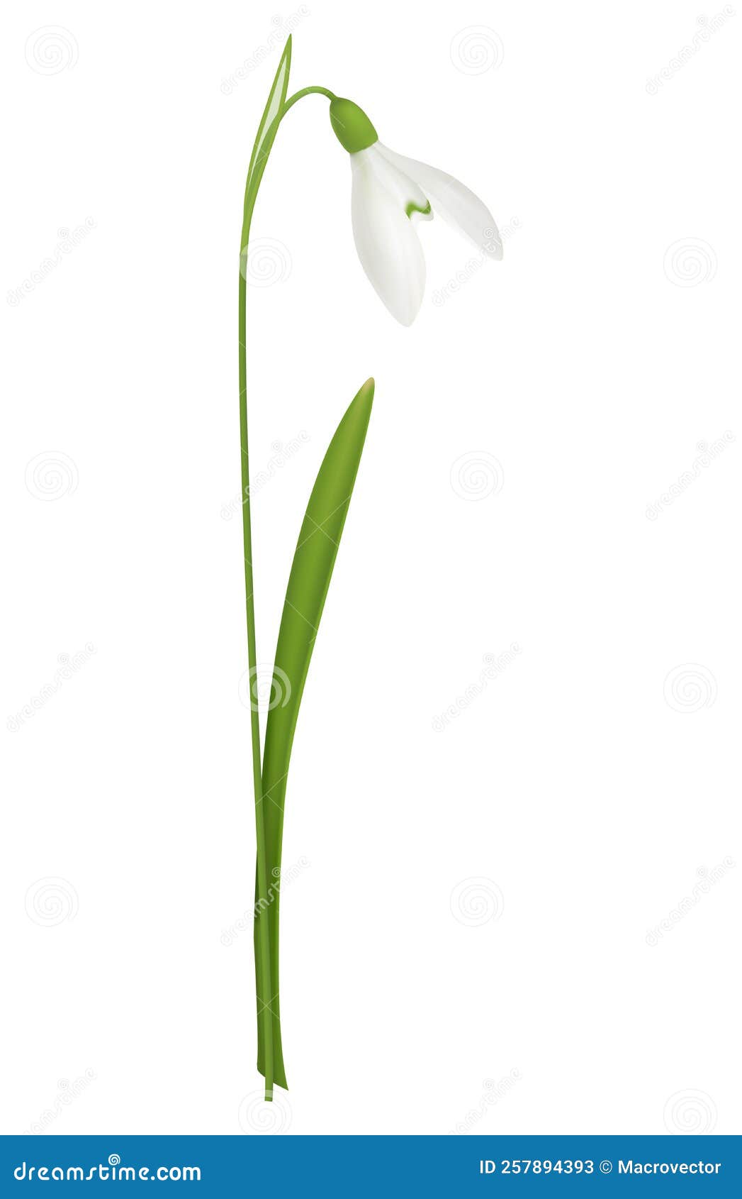 Realistic Snowdrop Illustration Stock Vector - Illustration of plant ...