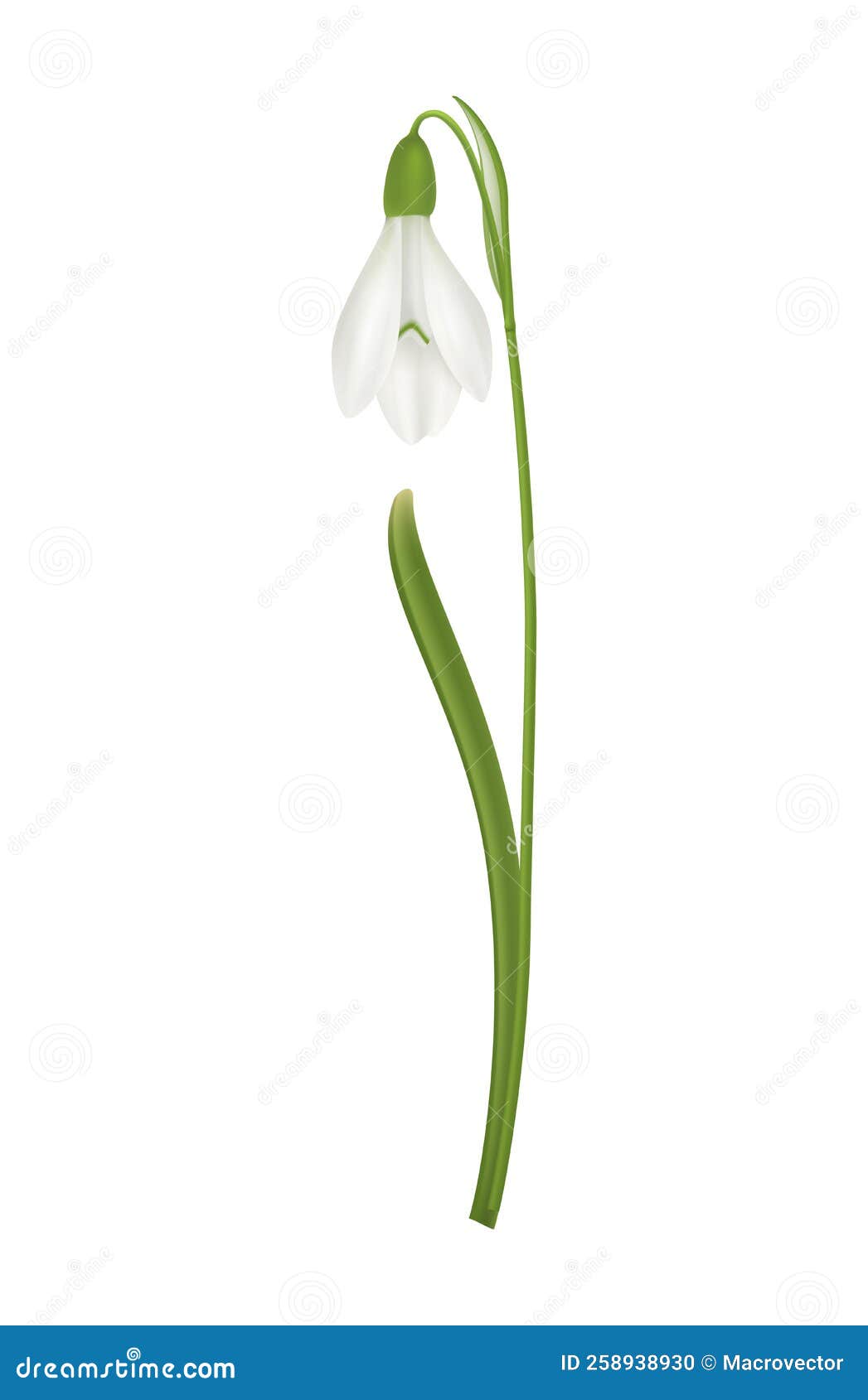 Snowdrop Illustration, Drawing, Engraving, Ink, Line Art, Vector ...