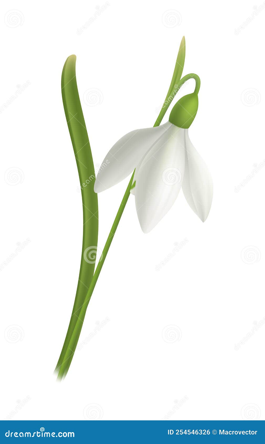 Realistic Snowdrop Illustration Stock Vector - Illustration of snowdrop ...