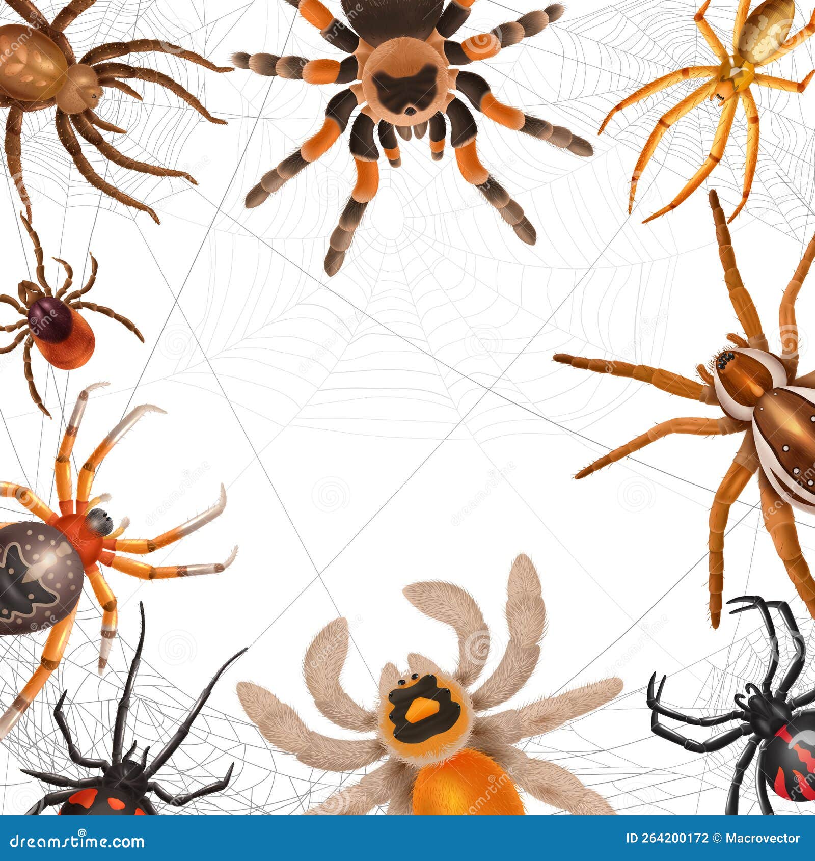 Realistic Spiders Frame stock vector. Illustration of halloween - 264200172