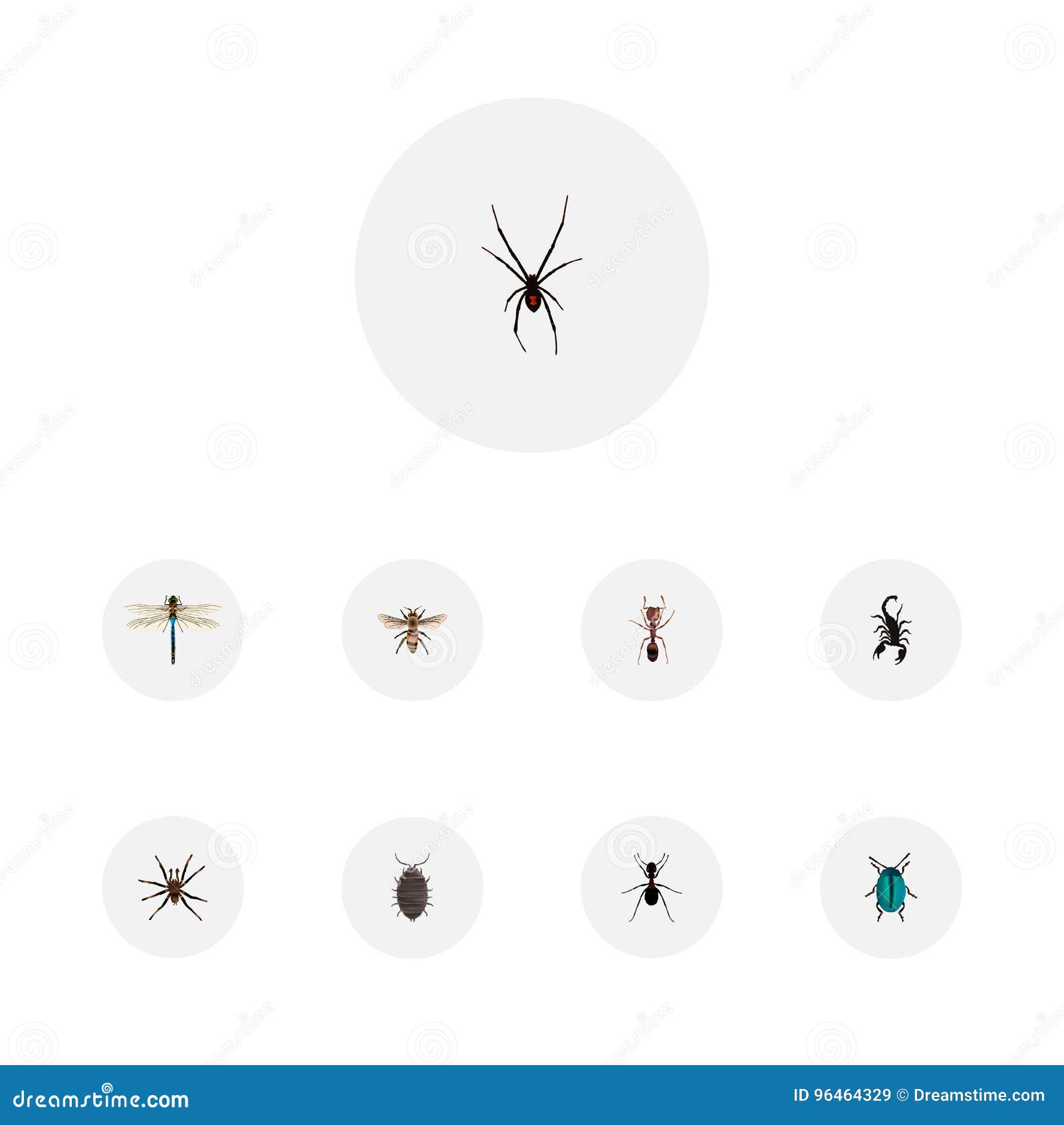 Realistic Spinner, Emmet, Poisonous and Other Vector Elements. Set of ...