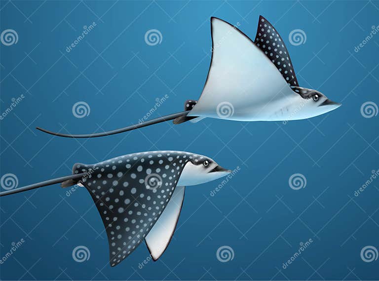 Realistic stingray set stock illustration. Illustration of environment ...